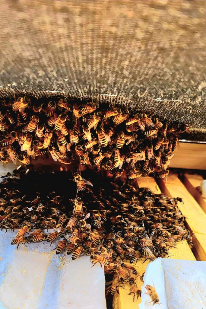 Martha's Vineyard Beekeeping | Winnetu Bee Journal - Winnetu Oceanside ...