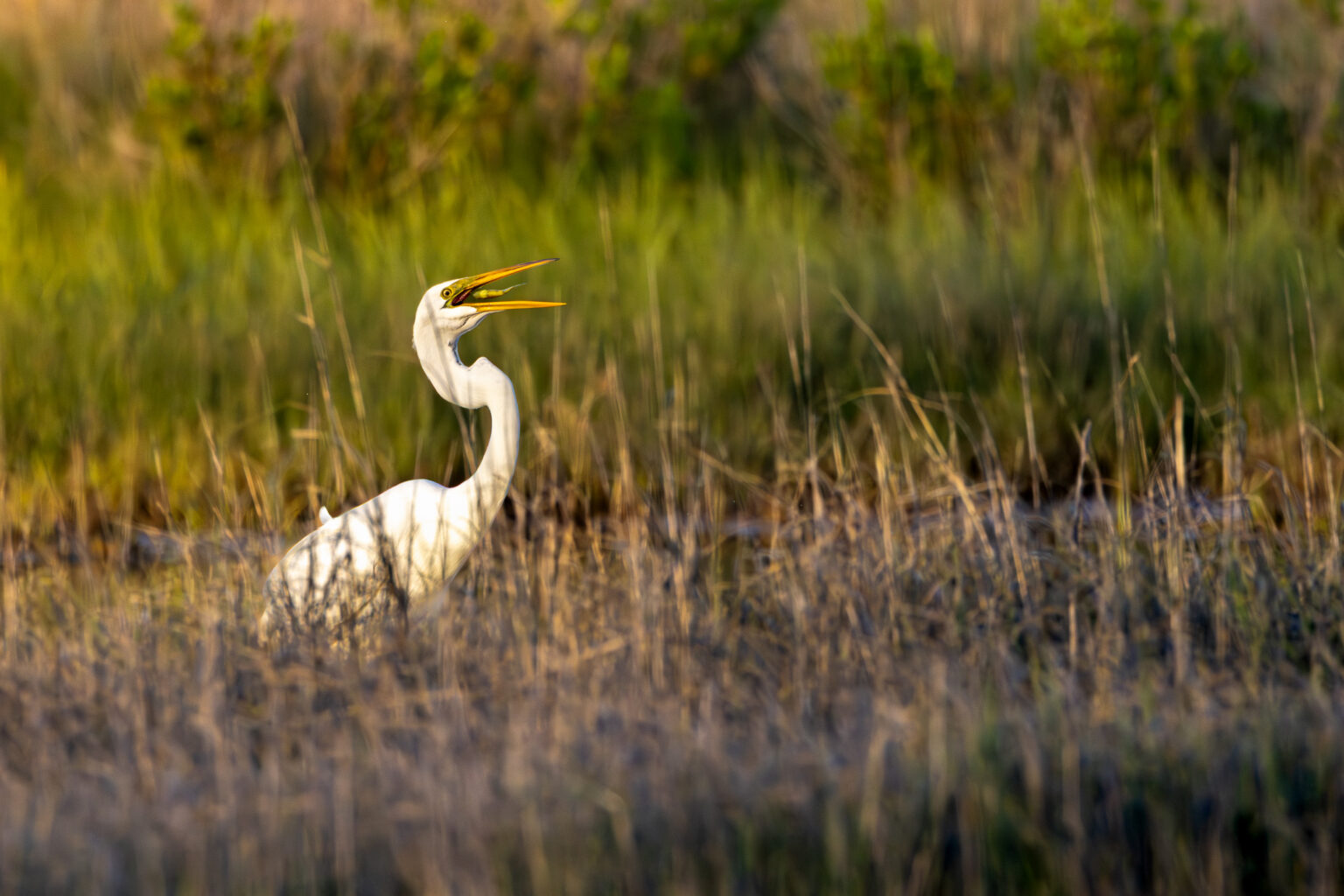 Bird Watching at the Winnetu - Winnetu Oceanside Resort
